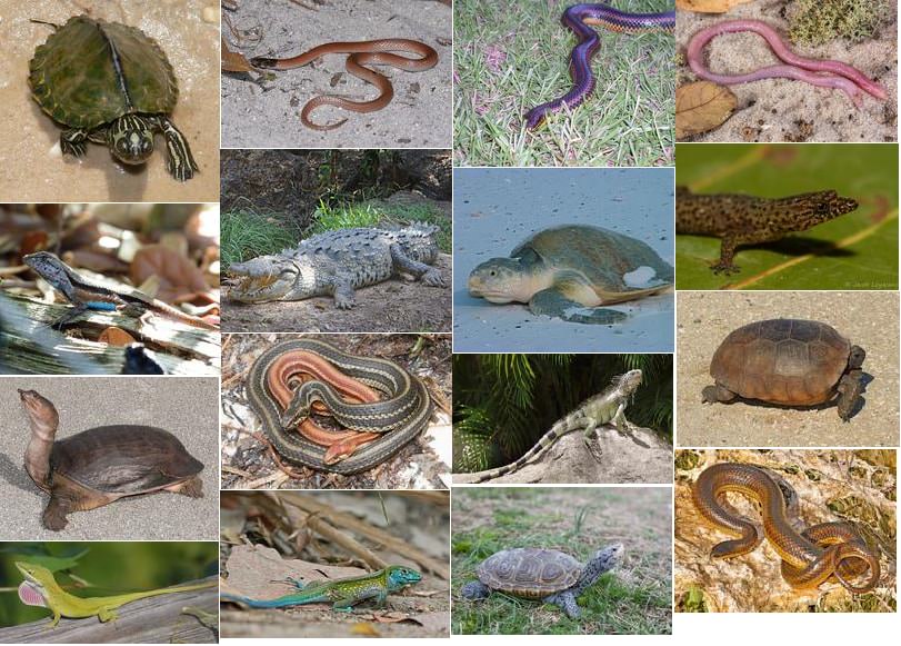 Reptiles of Florida (Picture Click) Quiz - By MissDianaP