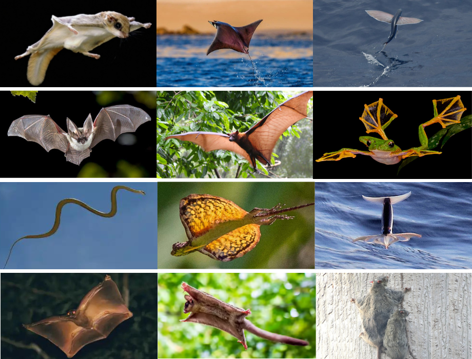Is it a Bird? Is it a Plane? Unusual 'Flying' Animals Quiz - By Noodle33
