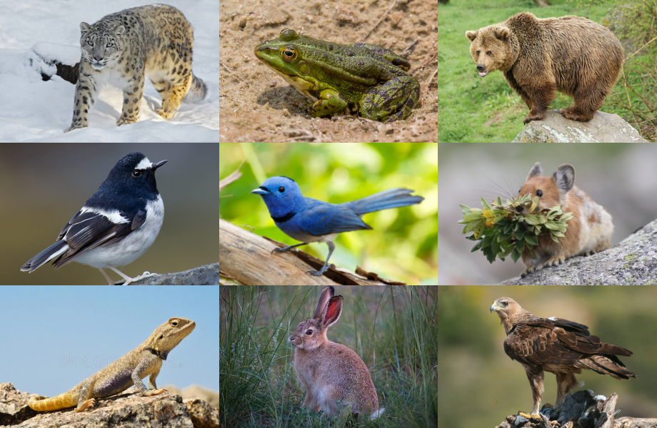 Tajikistan's Native Animals Quiz - By nibperrychub