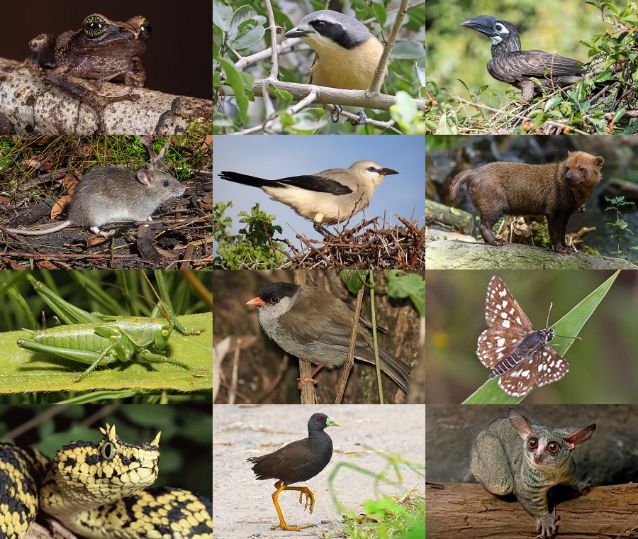 Find the Bush Animals II Quiz - By alvir28