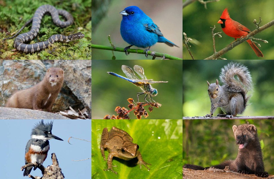 Ohio's Native Animals Quiz - By nibperrychub