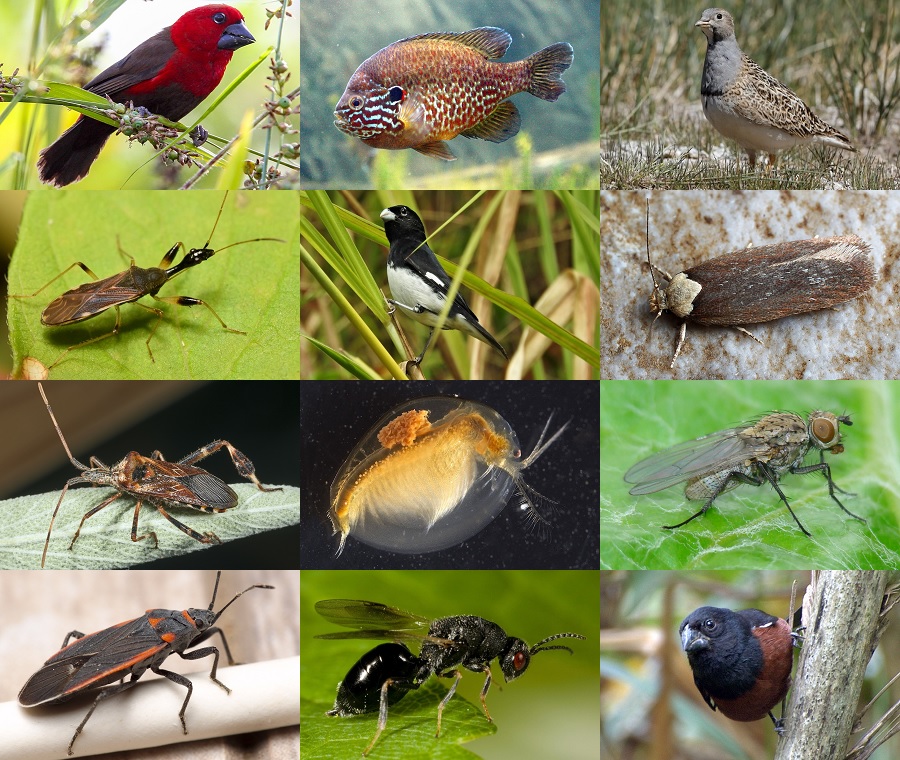 Find the Seed Animals Quiz - By alvir28