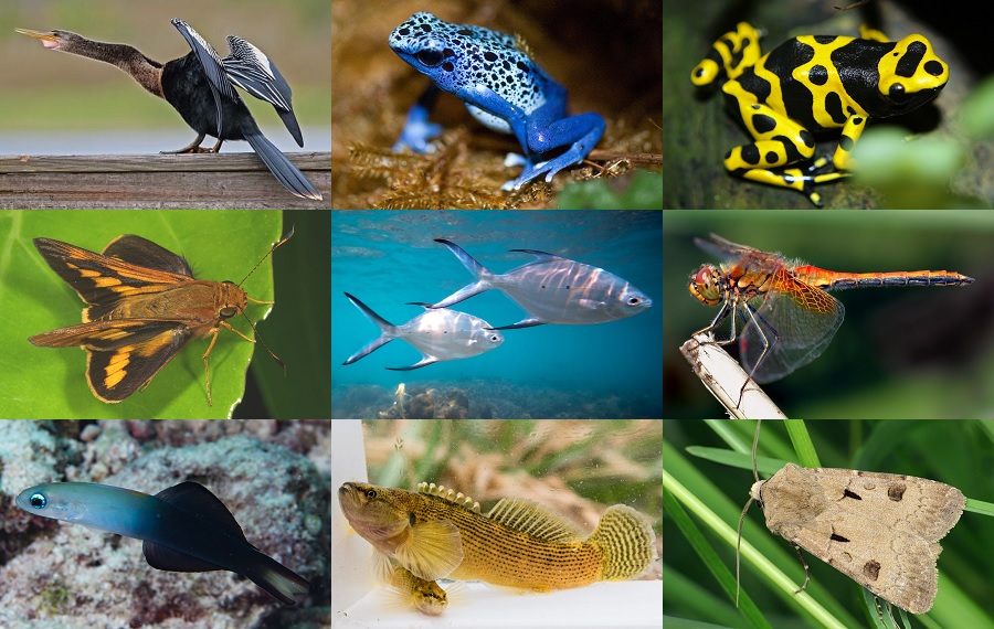 Find the Dart Animals Quiz - By alvir28