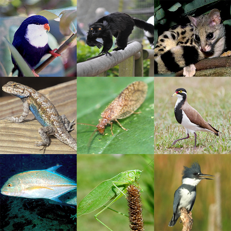 Find the 'BK-BL' Animals Quiz - By DragMoogle