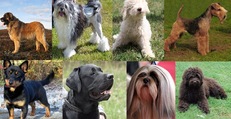 'L' Dog Breed Picture Click Quiz - By Flick