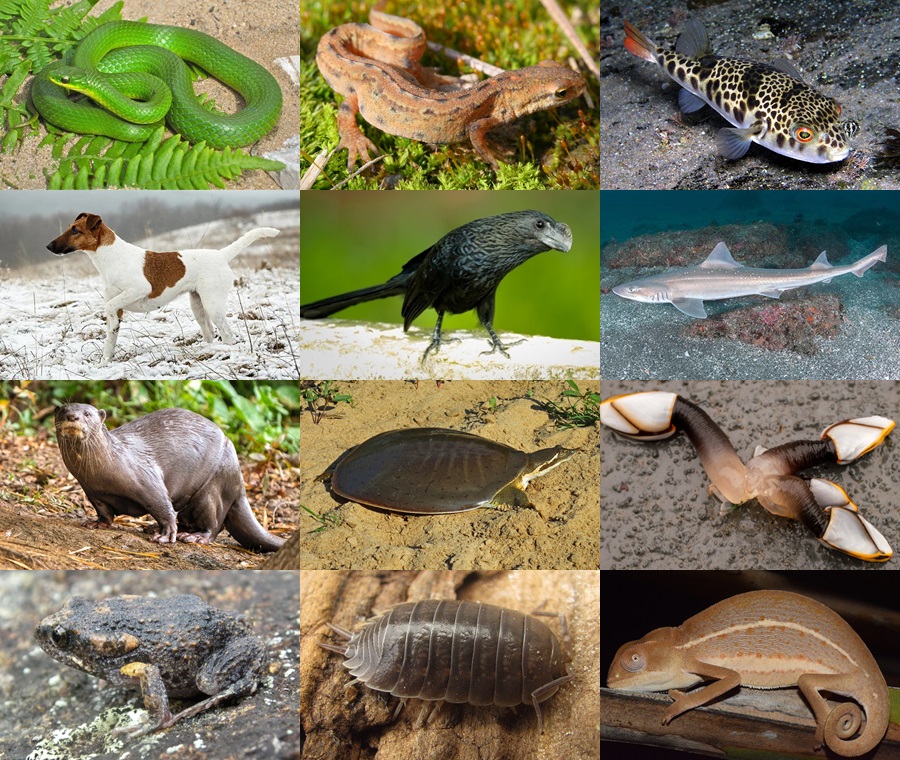 Find the Smooth Animals Quiz - By alvir28