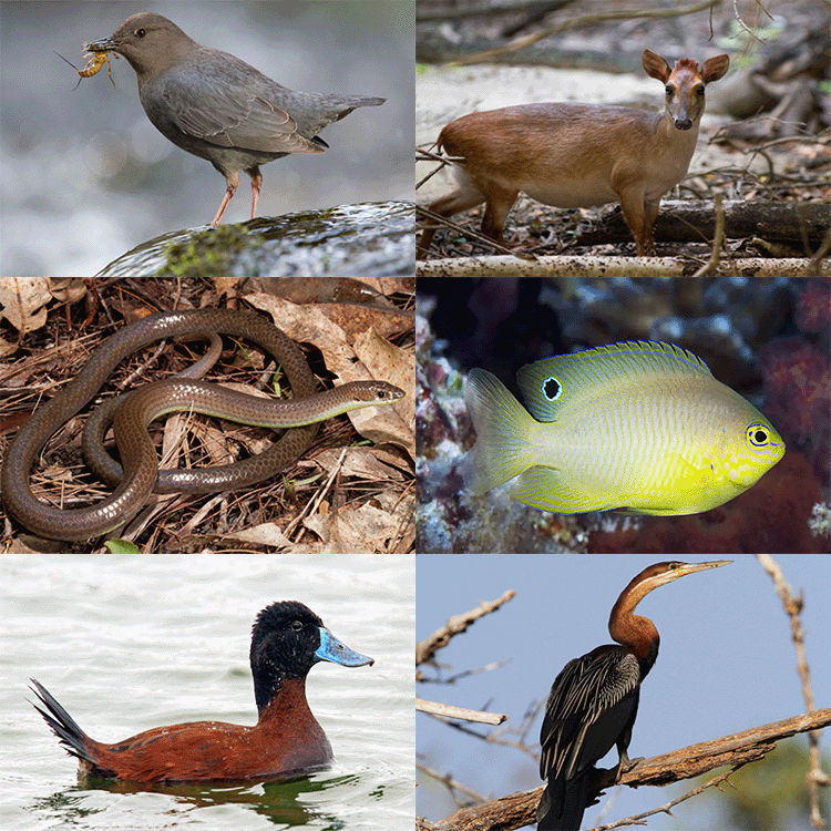 Find the 'AD' Animals Quiz - By DragMoogle