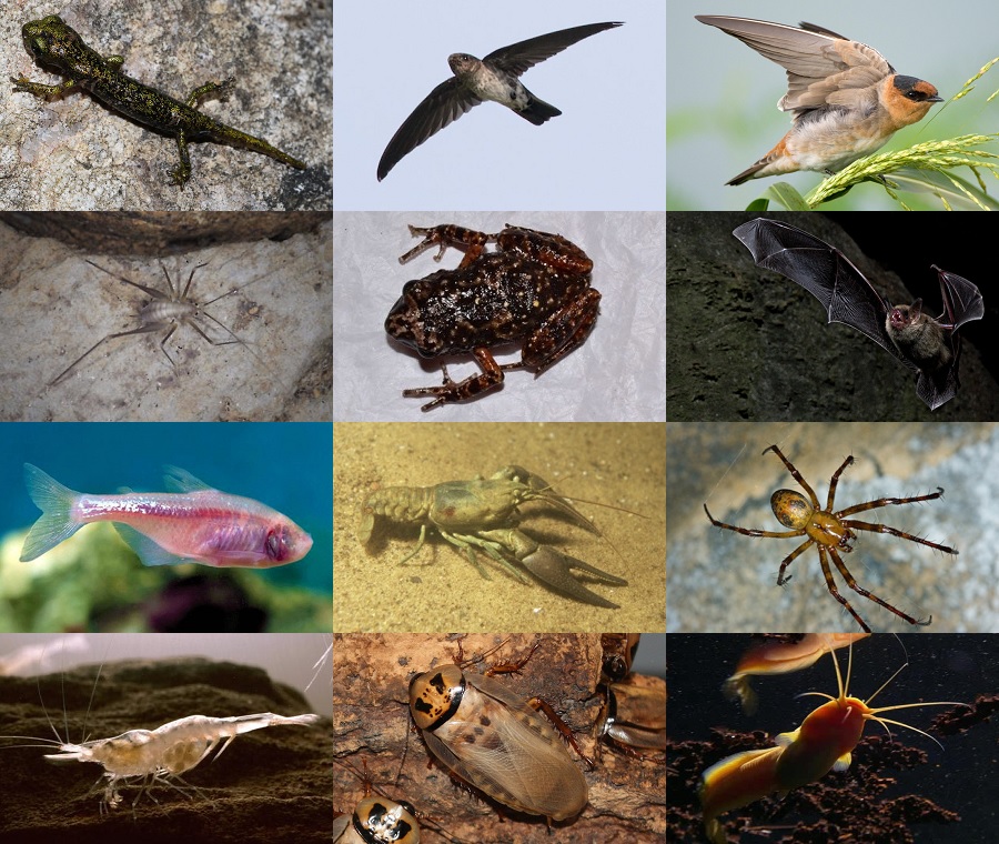 Find the Cave Animals Quiz - By alvir28