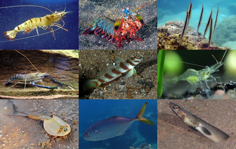 Find the Shrimp Animals Quiz - By alvir28