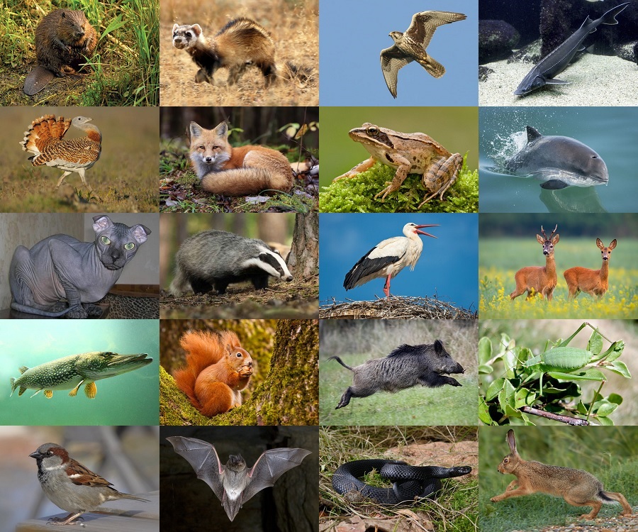 Find the Animals of Ukraine Quiz - By alvir28