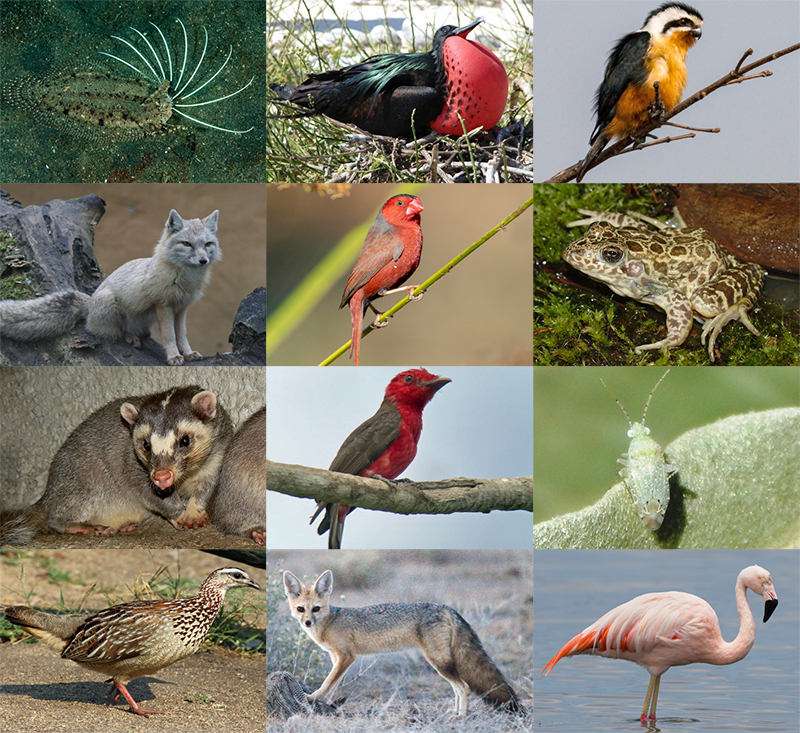 Find the 'CF' Animals Quiz - By DragMoogle