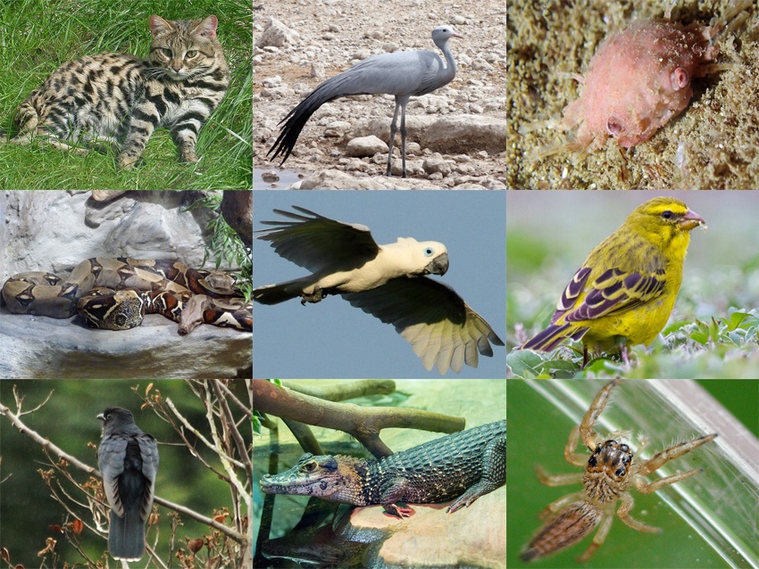 Find the 'BC' Animals II Quiz - By DragMoogle