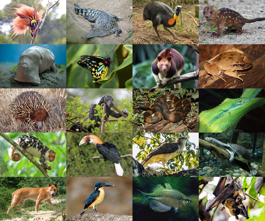 Find the Animals of Papua New Guinea Quiz - By alvir28