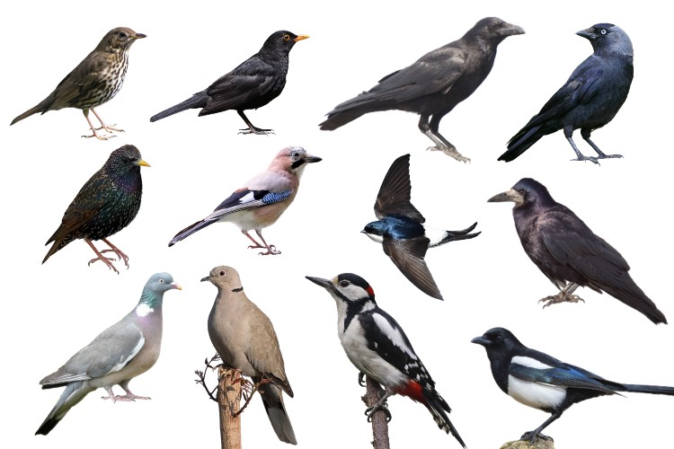 British Garden Birds II Quiz - By Snowdonia