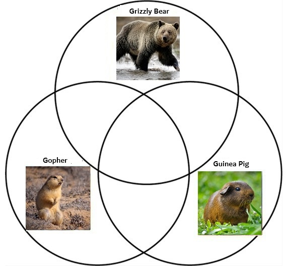 Venn Diagram : 'G' Animals II Quiz - By harleydog