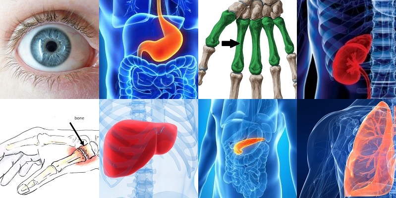 Body Part by Length Quiz - By Flick