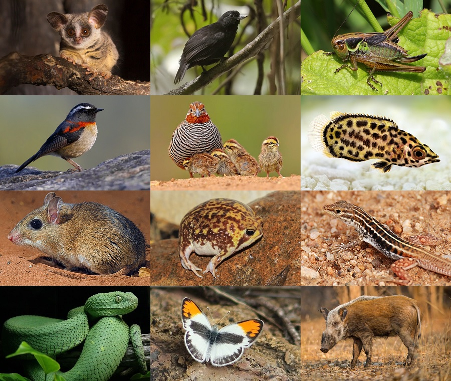 Find the Bush Animals Quiz - By alvir28