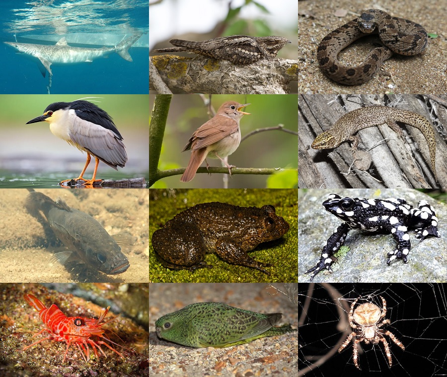 Find the Night Animals Quiz - By alvir28