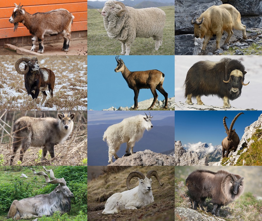 Click a Goat Quiz - By alvir28