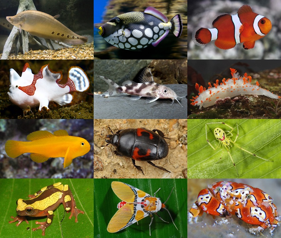 Find the Clown Animals Quiz - By alvir28