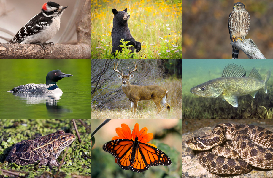 Minnesota's Native Animals Quiz - By nibperrychub