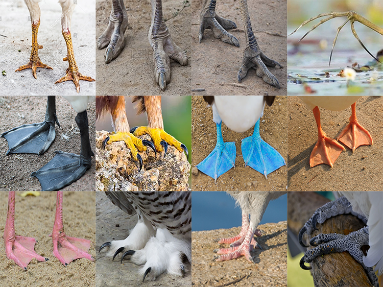 Bird by Feet Quiz - By DragMoogle