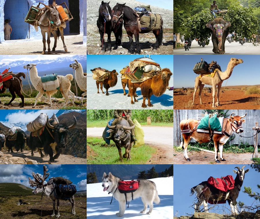 Click a Pack Animal Quiz - By alvir28