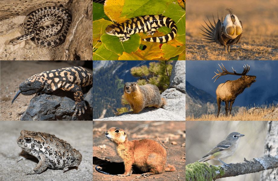 Utah's Native Animals Quiz - By loesje11