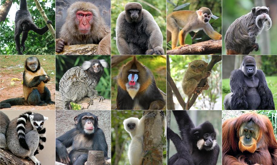 Find the Primates Quiz - By smac17
