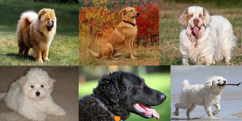 'C3' Dog Breed Picture Click Quiz - By Flick