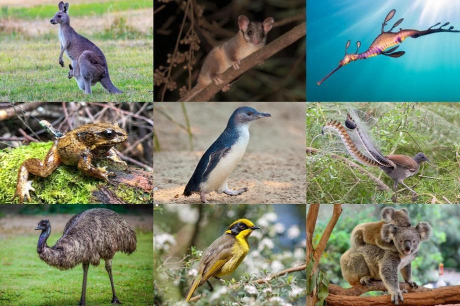 Victoria's Native Animals Quiz - By Perspektive