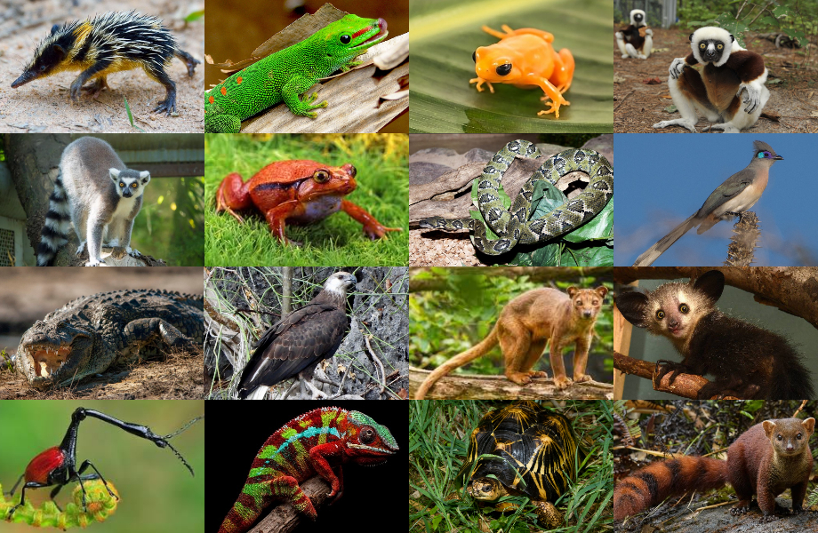 Malagasy Animals by Scientific Name Quiz - By nibperrychub