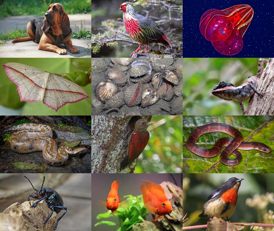 Find the Blood Animals Quiz - By alvir28