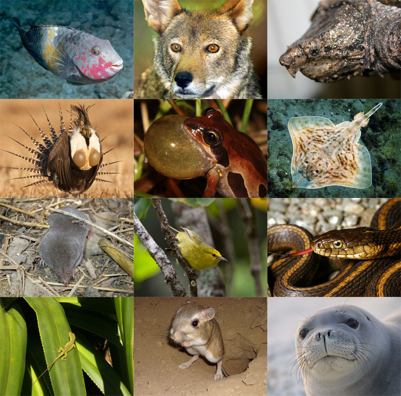 Endemic Animals: USA Quiz - By Slinenfest