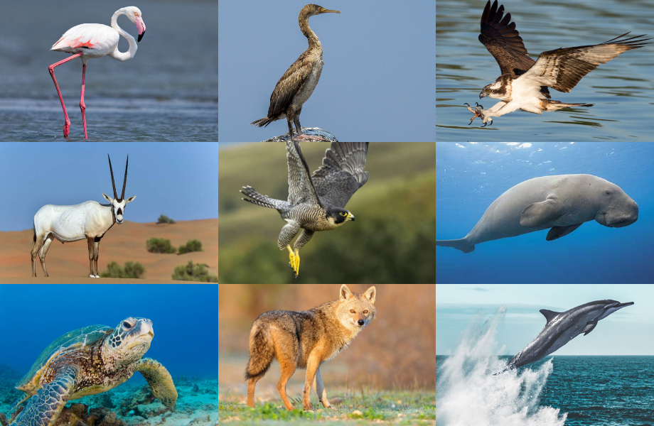 Bahrain's Native Animals Quiz - By nibperrychub