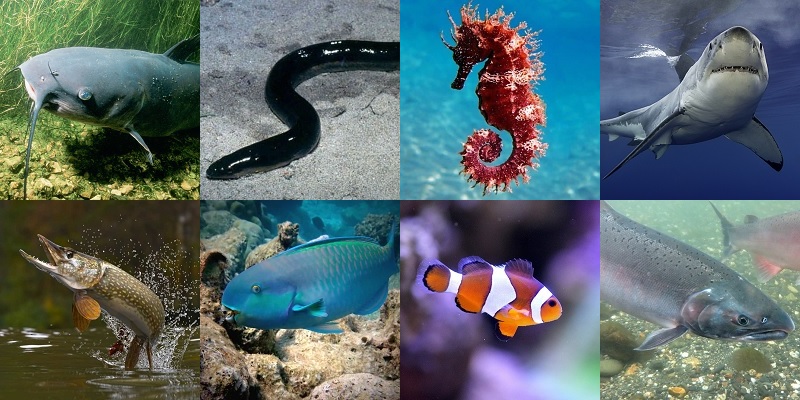 Fish by Length Quiz - By Flick