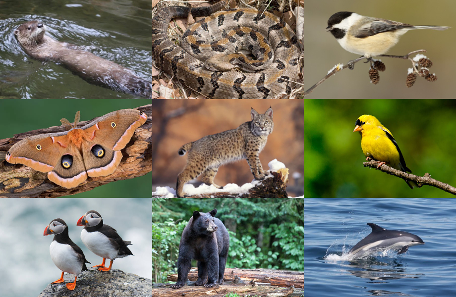 Massachusetts' Native Animals Quiz - By QuizzesForMe