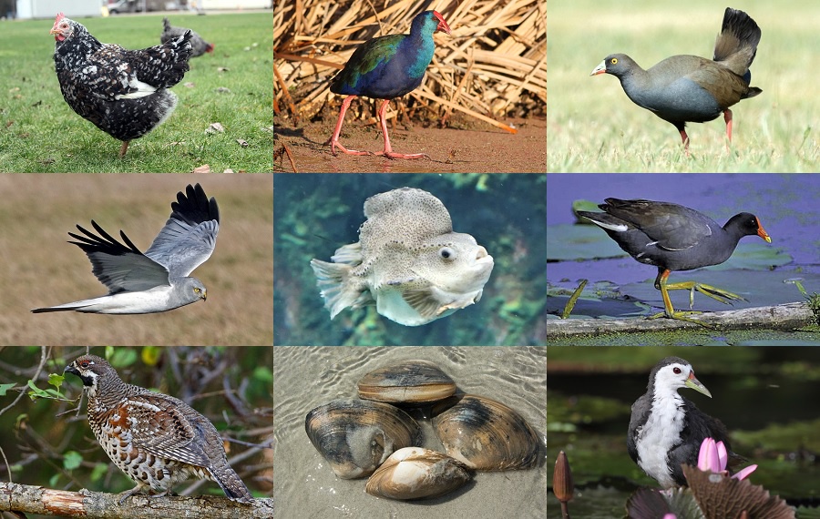 Find the Hen Animals Quiz - By alvir28
