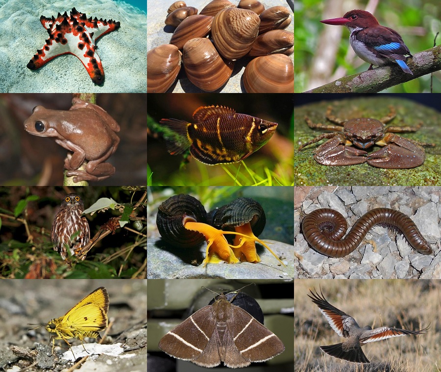 Find the Chocolate Animals Quiz - By alvir28