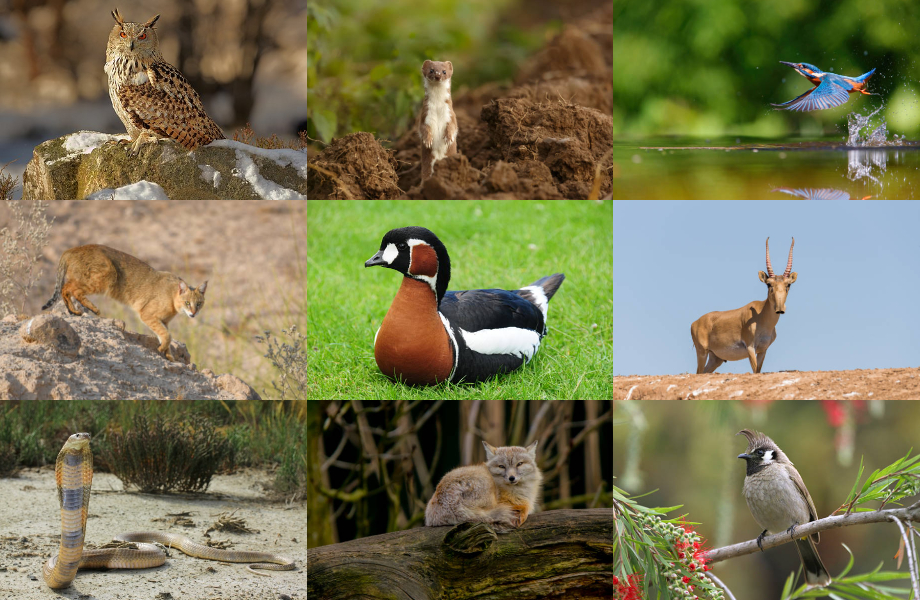 Turkmenistan's Native Animals Quiz - By Pigeonface