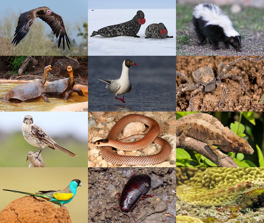 Find the Hood Animals Quiz - By alvir28