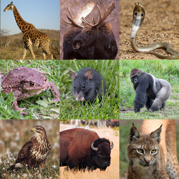 Triple Tautonym Animals Quiz - By mister_pianoman