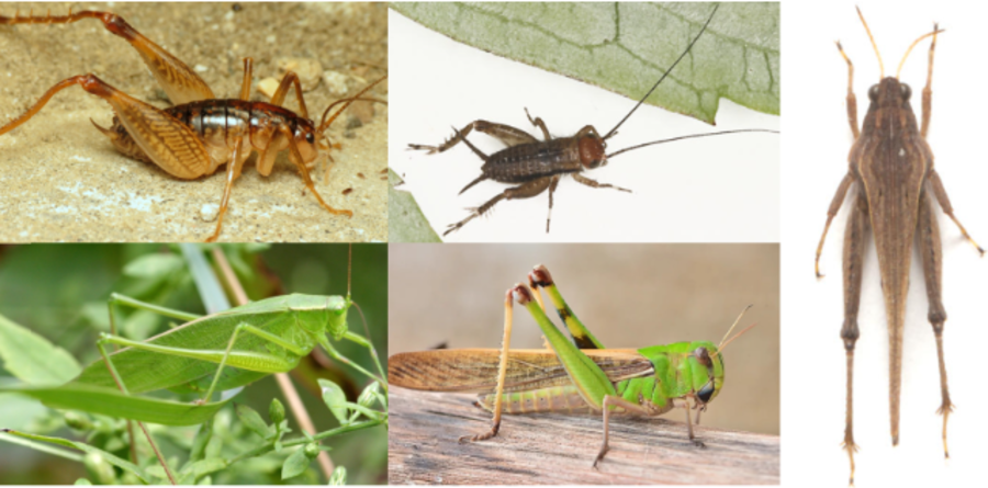 Identify that Orthoptera family! Quiz - By Erin-Van-Rooyen