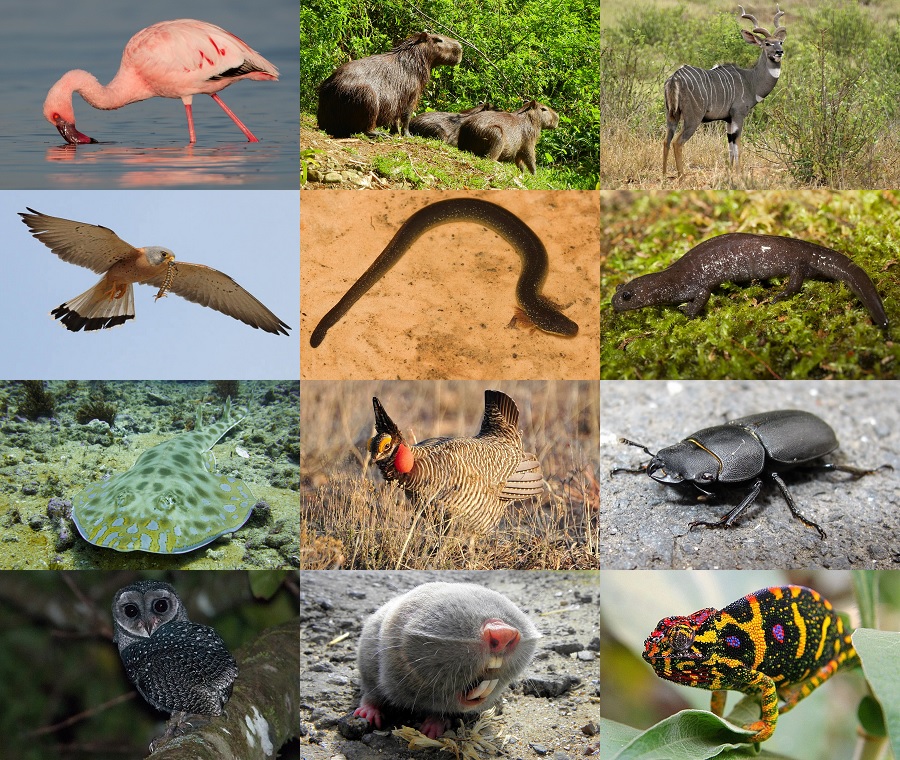 Find the Lesser Animals Quiz - By alvir28