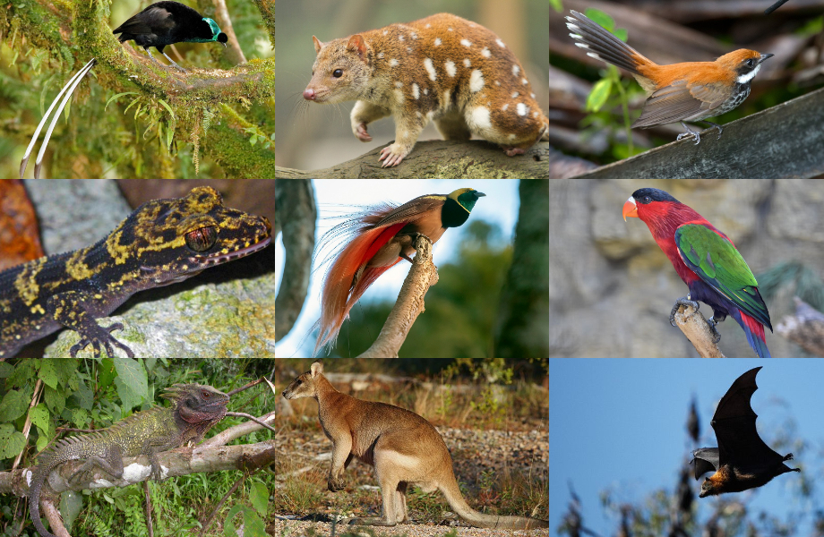 Papua New Guinea's Native Animals Quiz - By DarkAppraiser44