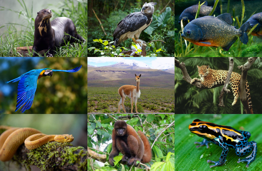 Peru's Native Animals Quiz - By nibperrychub