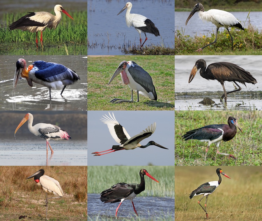 Click a Stork Quiz - By alvir28