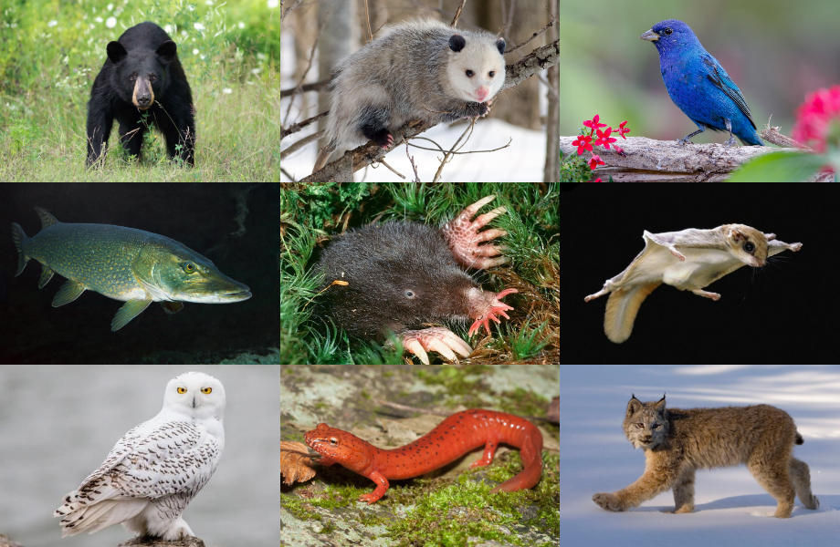 Quebec's Native Animals Quiz - By t_rev19