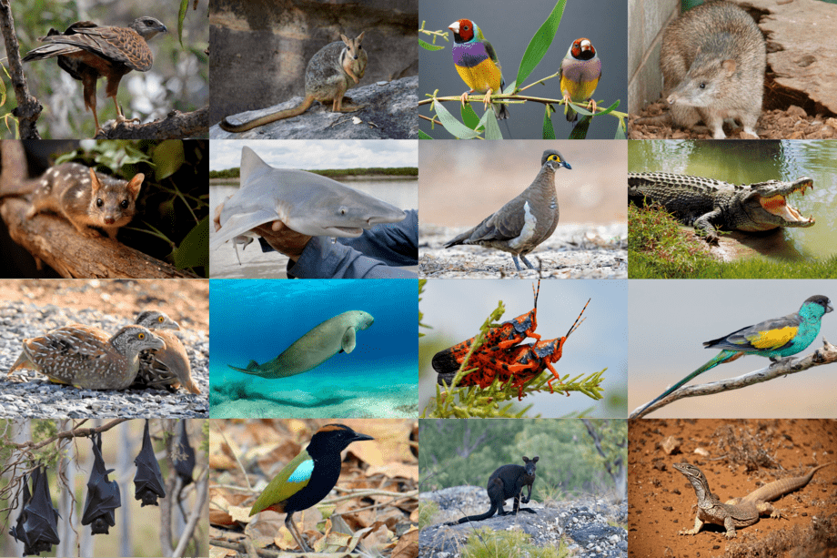 Animals of Kakadu National Park Quiz - By HugoNL2800