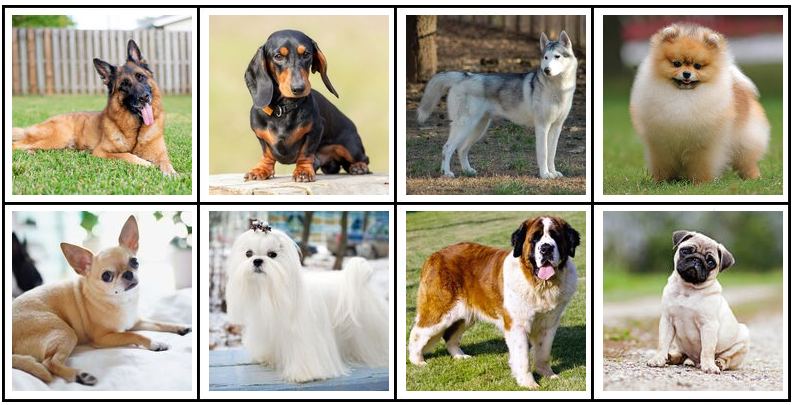 Great Eight: Dog Breeds Quiz - By johncenafan612
